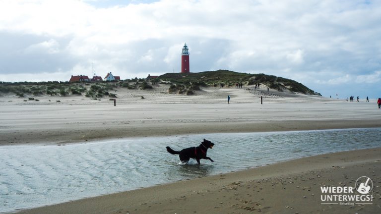 Urlaub Auf Texel Mit Hund