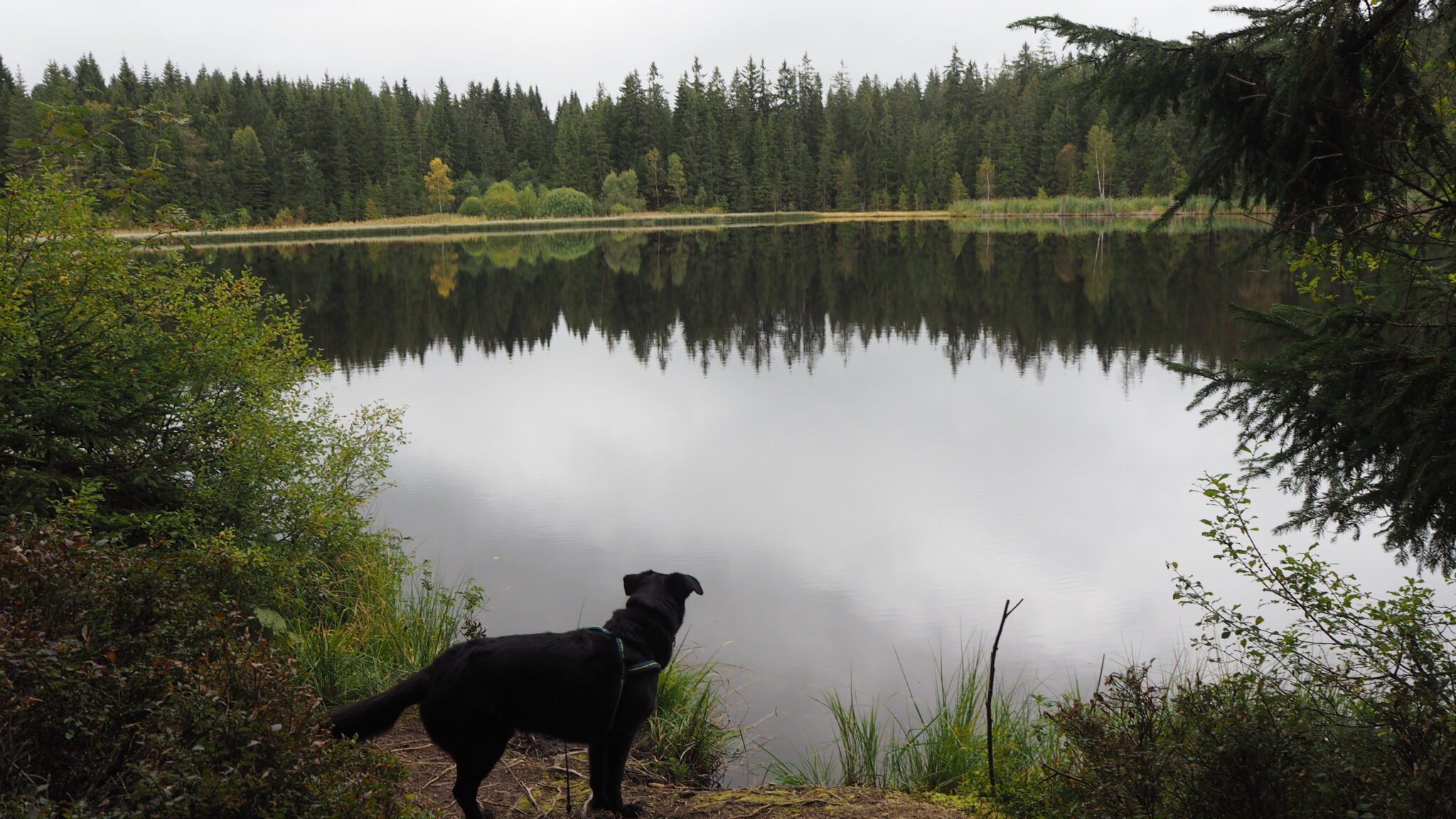 Auf Kur mit Hund Österreich: Wo Hunde erlaubt sind