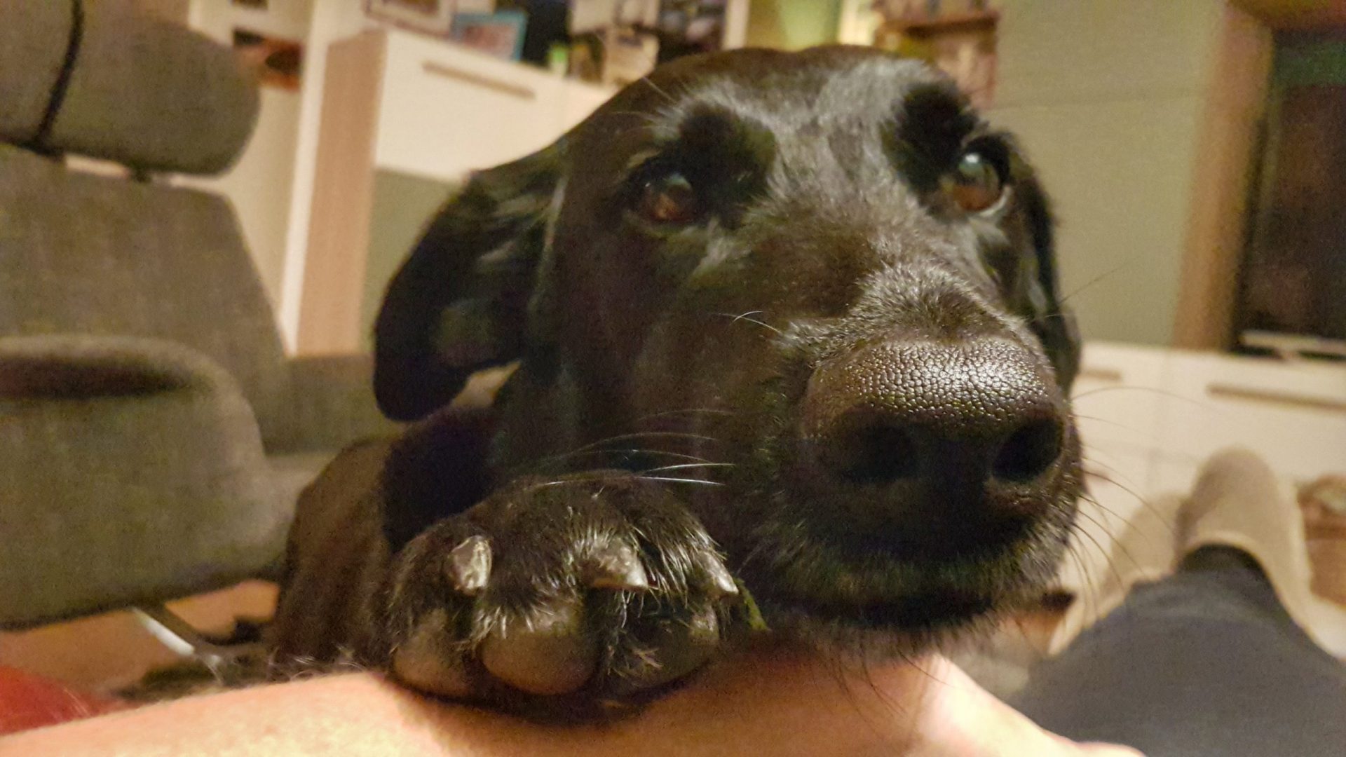 Auf Kur mit Hund Österreich: Wo Hunde erlaubt sind